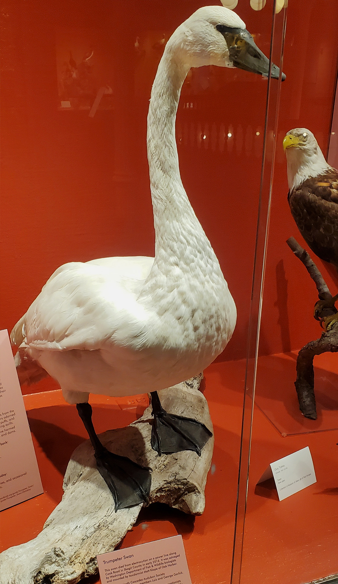 Trumpeter Swan From The Past